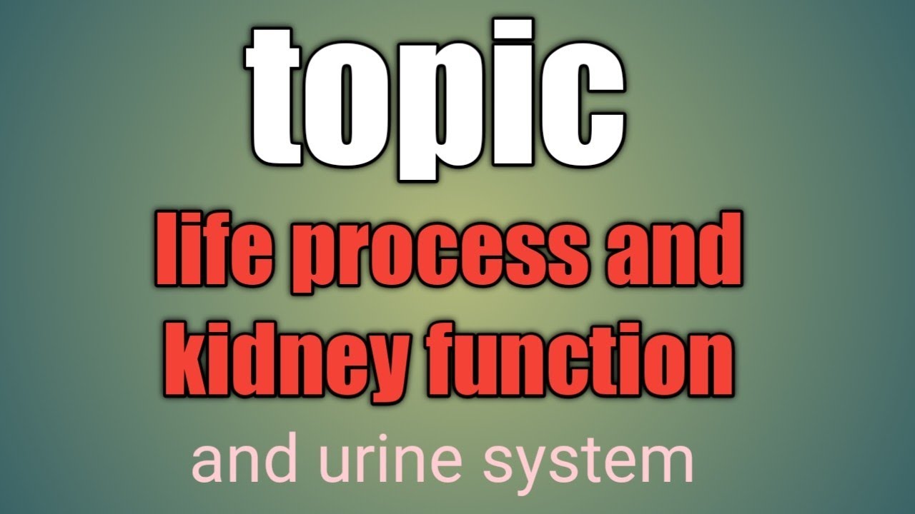topic :-life process,kidney and kidney function and urine system - YouTube
