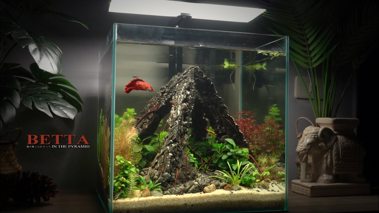 Inside The Fish Tank, Building A Pyramid Led To Unexpected Events l Can ...