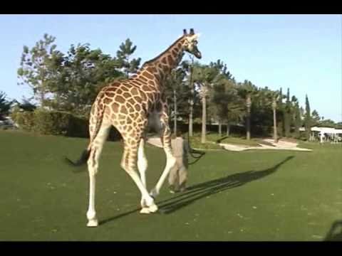 updated giraffe walk - YouTube