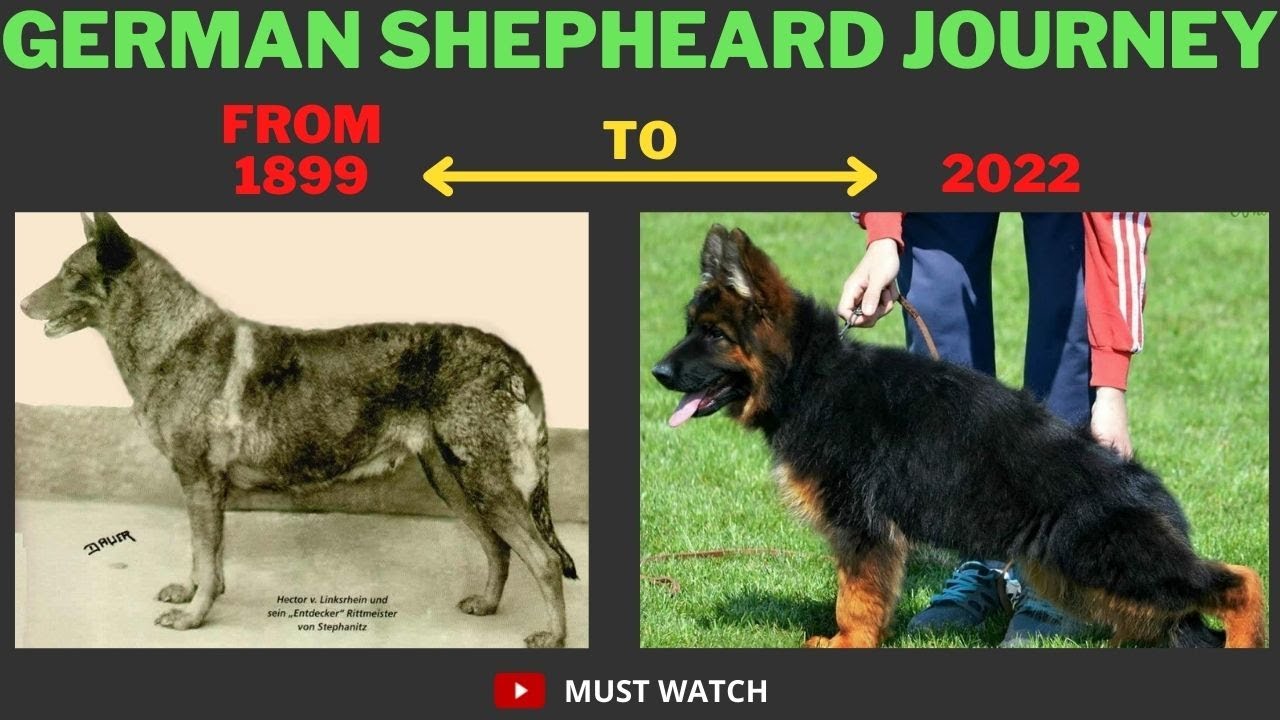 History of First German Shepheard Dog-Horand von|GSD|All about German ...