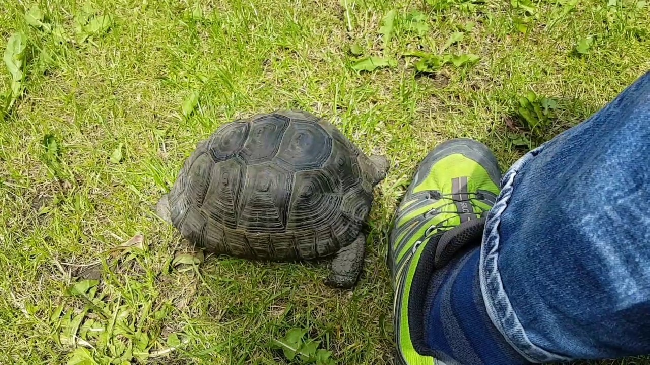Our very aggressive territorial Greek free range tortoise Rocky - YouTube