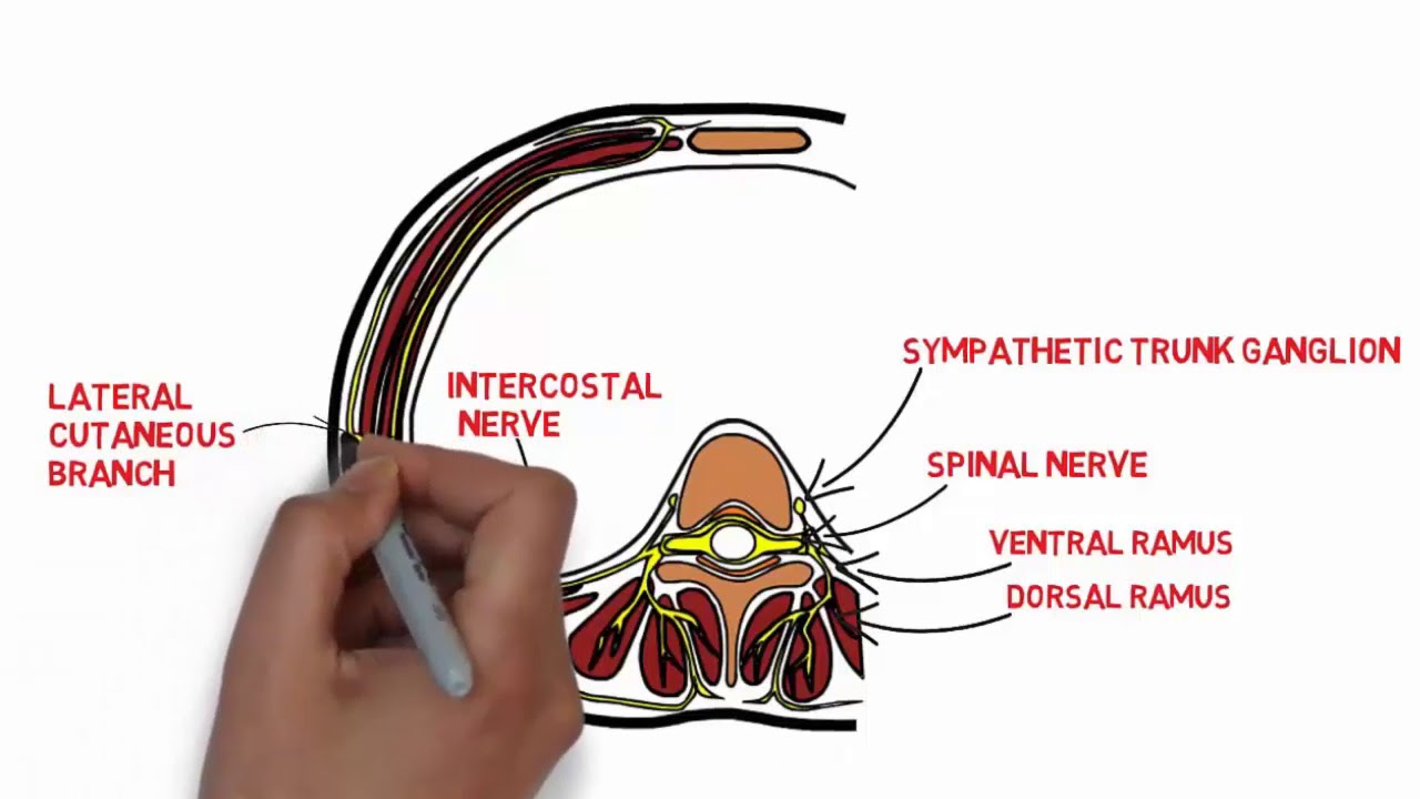 INNERVATION OF THE ABDOMINAL WALL FOR ANESTHETISTS - YouTube