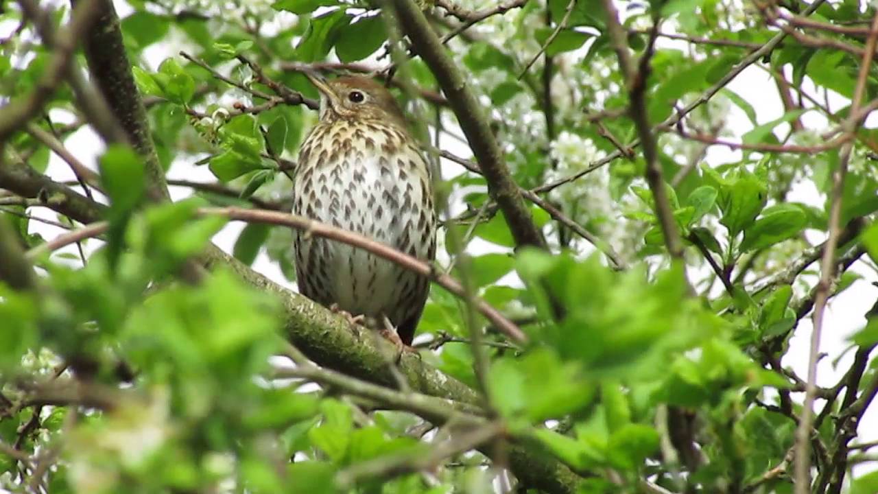 Song thrush singing - YouTube