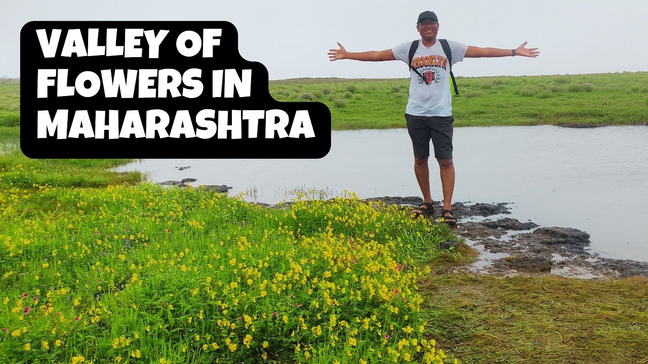 Kaas Plateau | Kaas Pathar Satara | कास पठार | Valley of Flowers ...