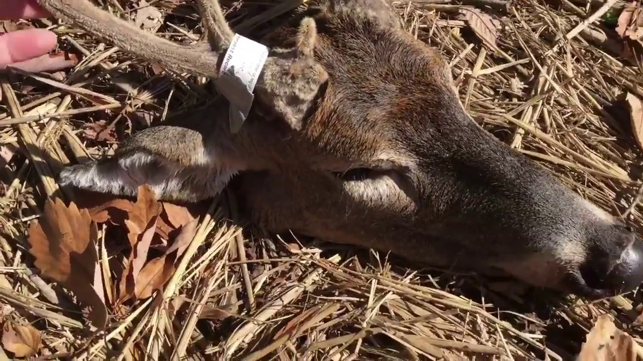 Maryland Non Typical Whitetail Deer - YouTube