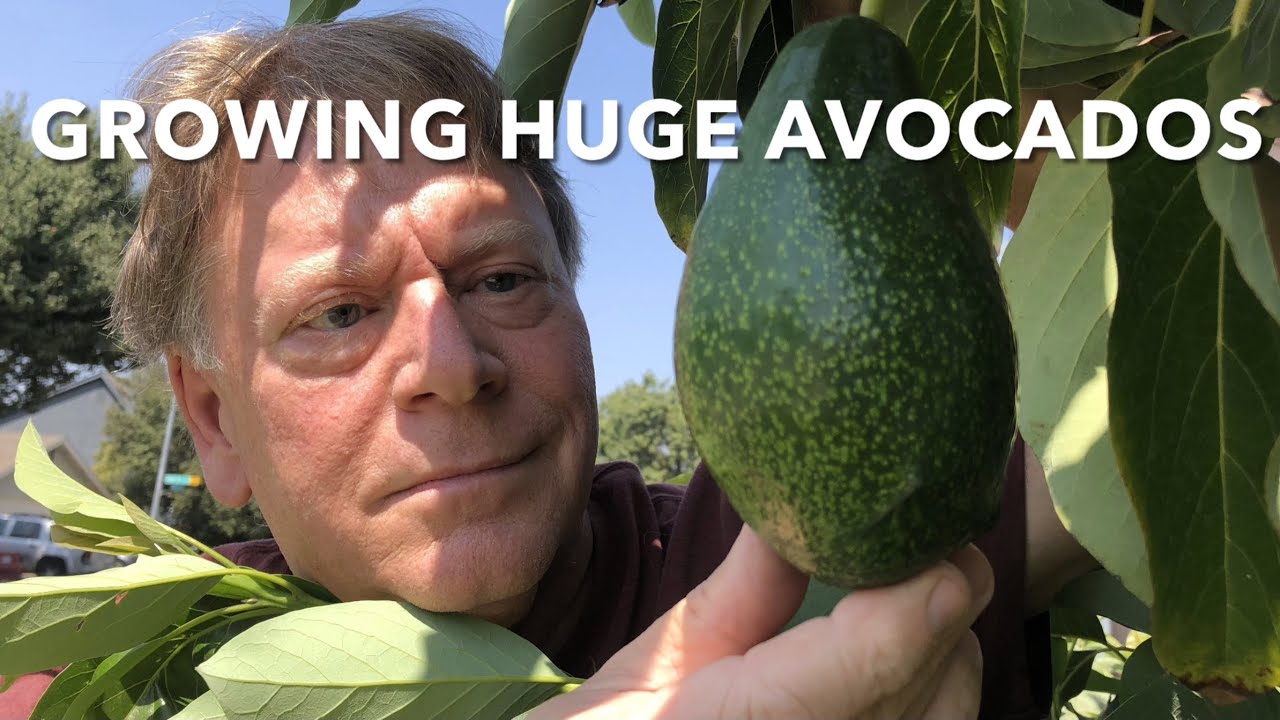 QUEEN AVOCADO vs BIG BLACK SEEDLING AVOCADO | GROWING A MULTI GRAFT ...