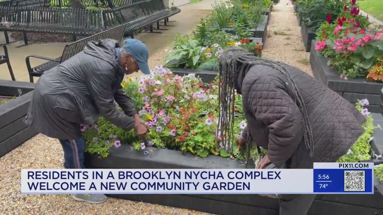 NYCHA residents celebrate new community garden, a 'beautiful victory ...