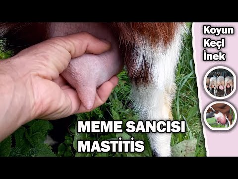 İnek koyun ve keçilerde meme ağrısı
