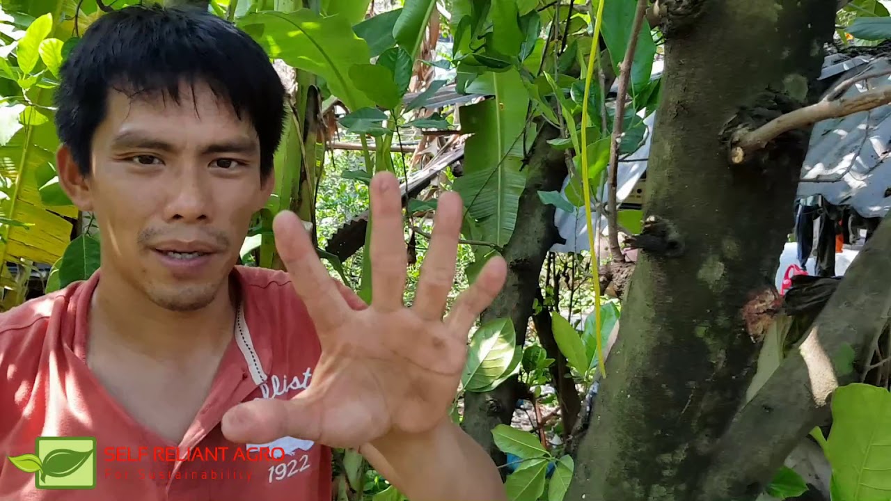 การขยายพันธุ์ขนุนด้วยการทาบกิ่ง ( Propagation jackfruit By engraft ...