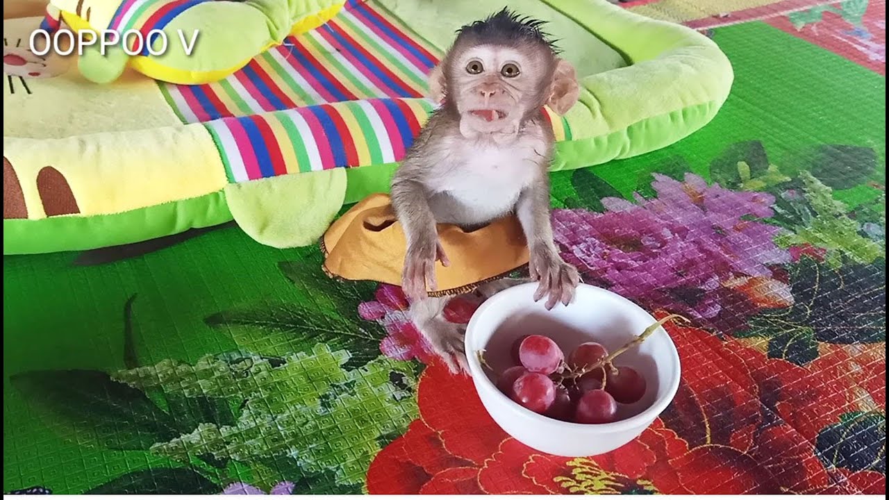 Monkey Janny eating breakfast - YouTube