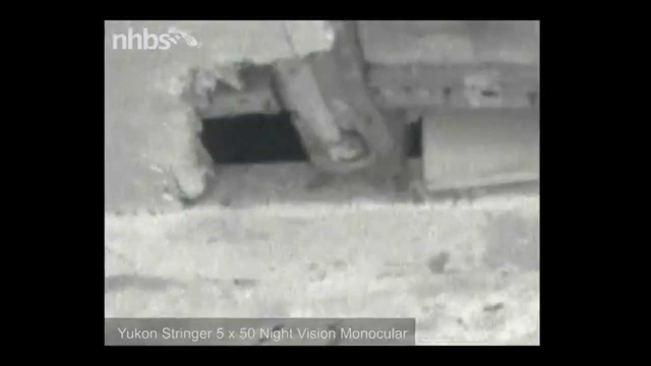 Surveying a bat maternity roost - Close up - YouTube