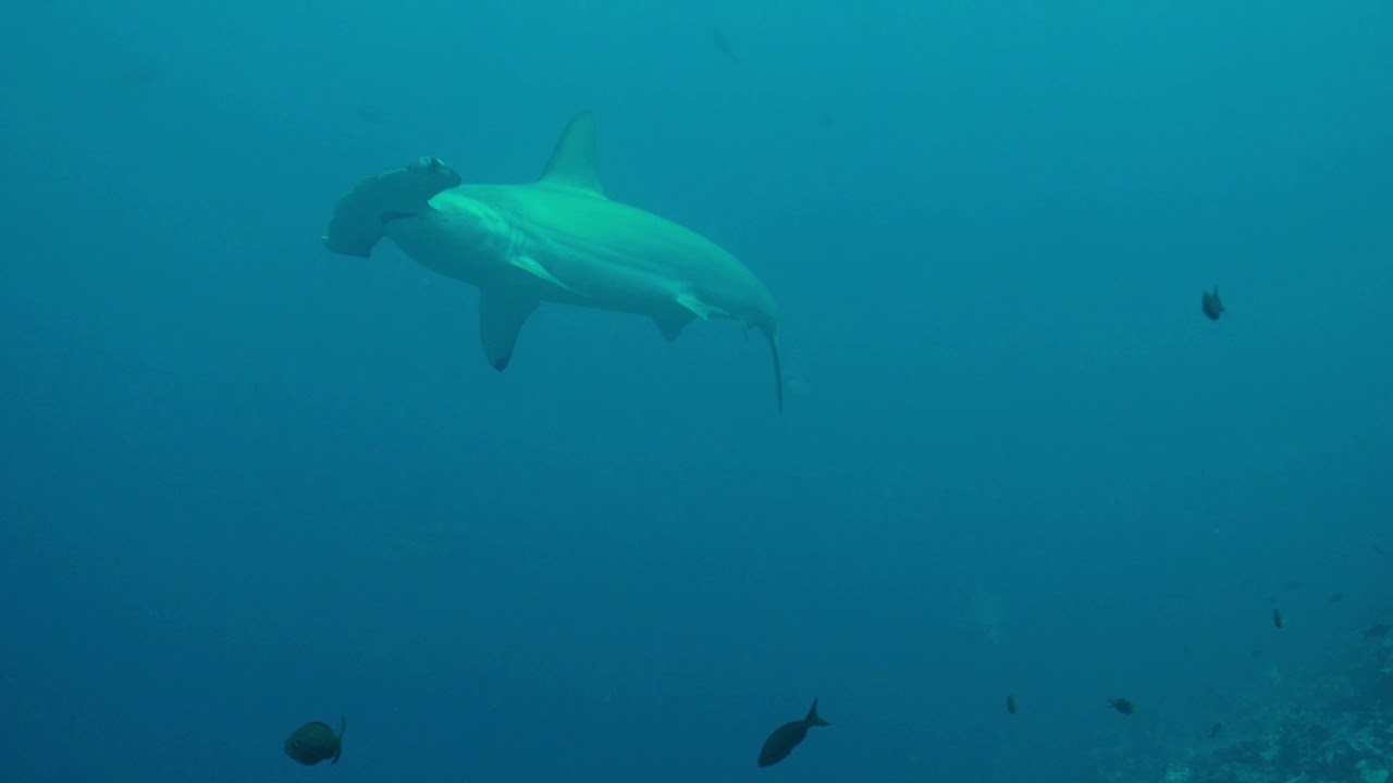Hammerheads - Malpelo Hope Spot Expedition 2019 - YouTube