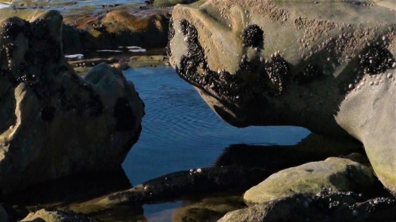 Relax - Rock in the middle of a puddle of sea water on the beach - YouTube