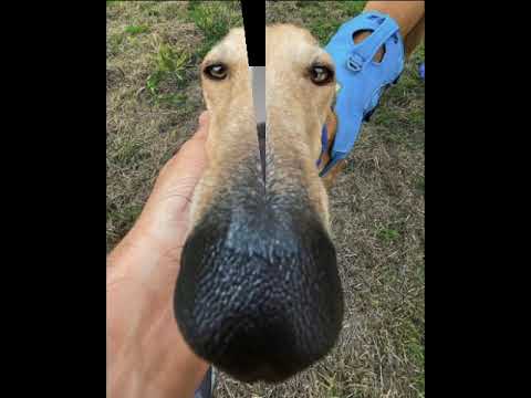 Try not to long nose dog challenge (hard) 2022 - YouTube