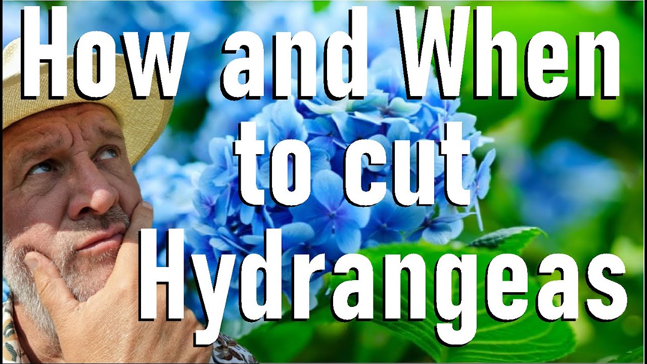 How to and when to prune, cut, dead head and trim Hydrangeas - Master ...
