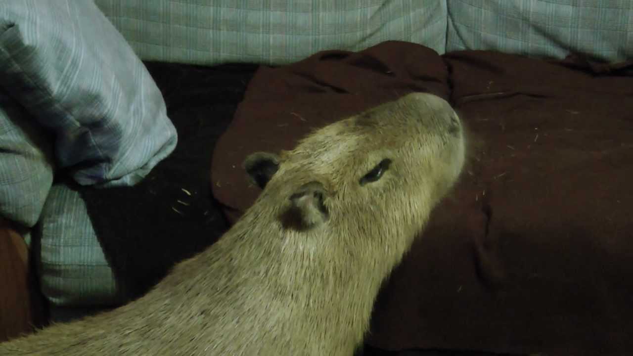 The Fearless Capybara meets Flopsy, The Cat and Blesses Super Capyフィアレス ...