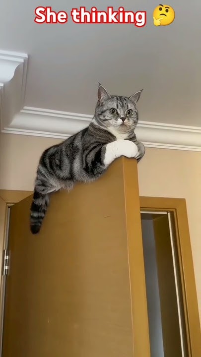 What is she thinking #cat #ytshorts - YouTube