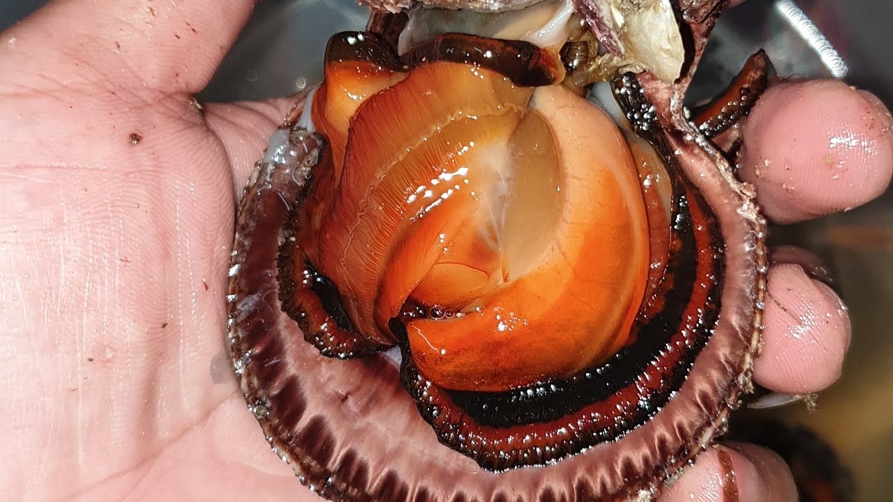 kinilaw na scallops - YouTube