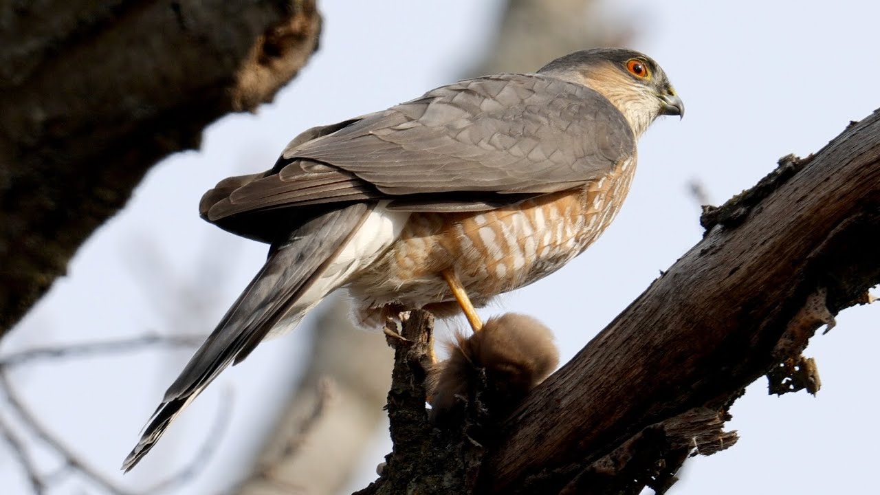 Sharp-shinned Hawk with Prey Cedar Waxwing - YouTube