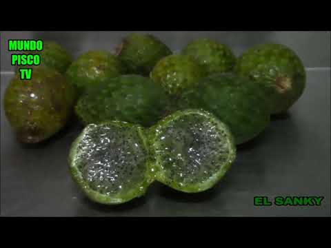 CONOCE ESTE MARAVILLOSO FRUTO DE LOS INCAS,EL SANKY Y SUS PROPIEDADES PARA LA SALUD