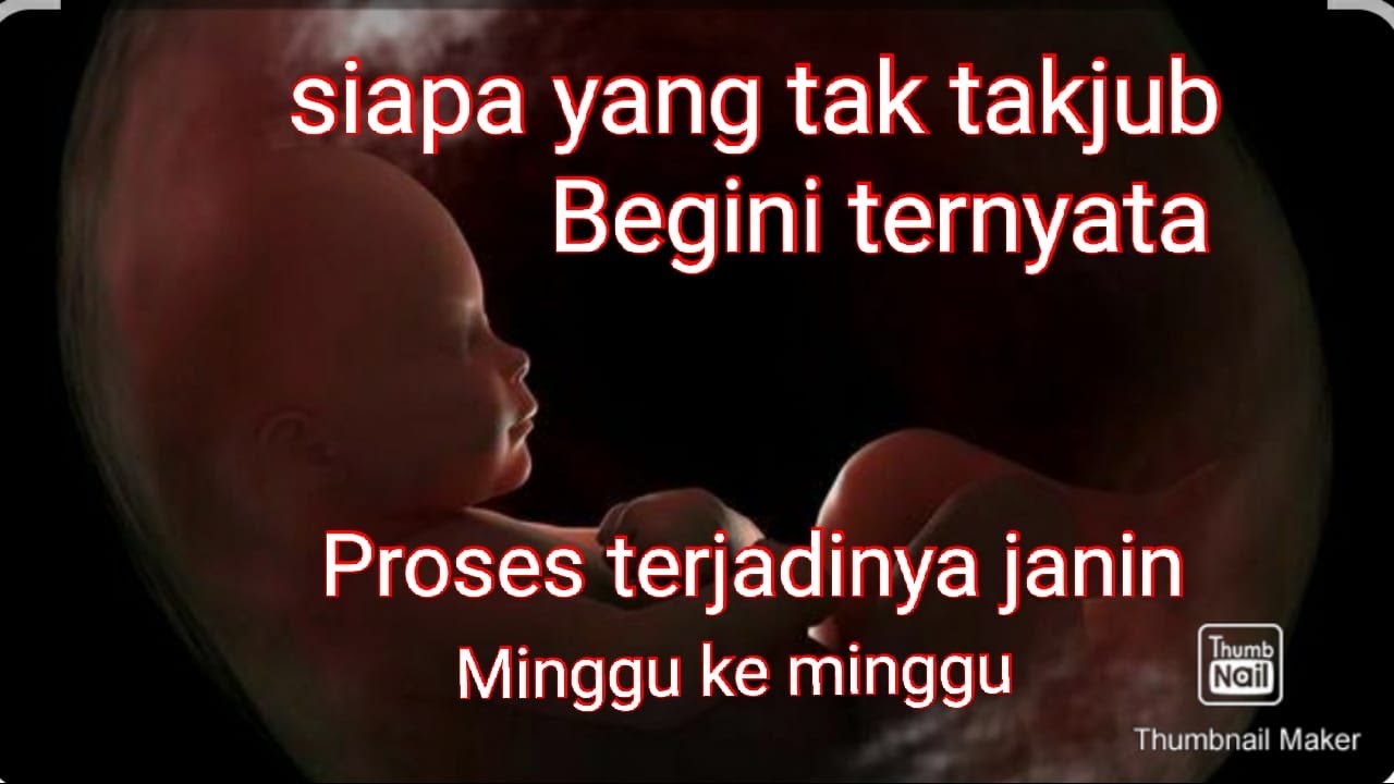 Proses terbentuknya janin dalam rahim minggu ke minggu ll tinjauan Al ...