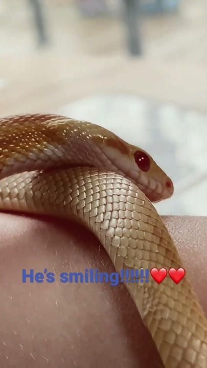 He’s smiling! #Snake #cornsnakes - YouTube