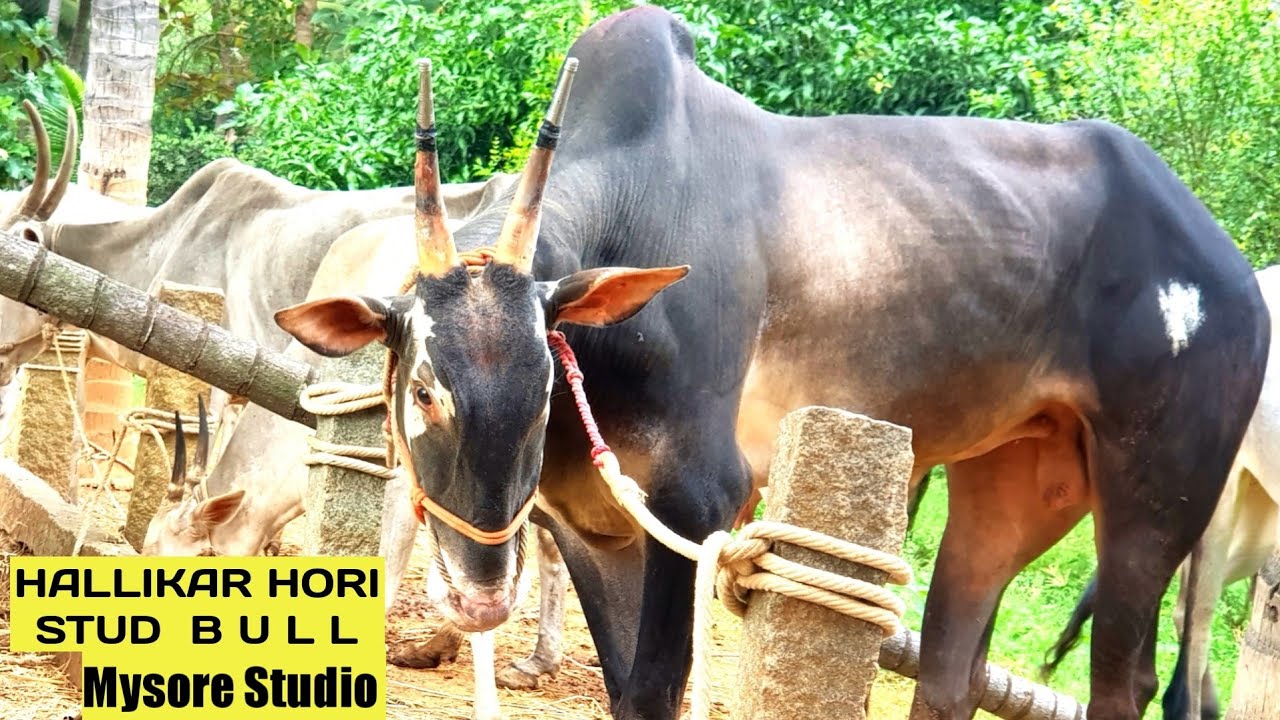 Hallikar Stud Bull Cattle Farm Breeder Niranjan MANDYA | Hallikar HORI ...