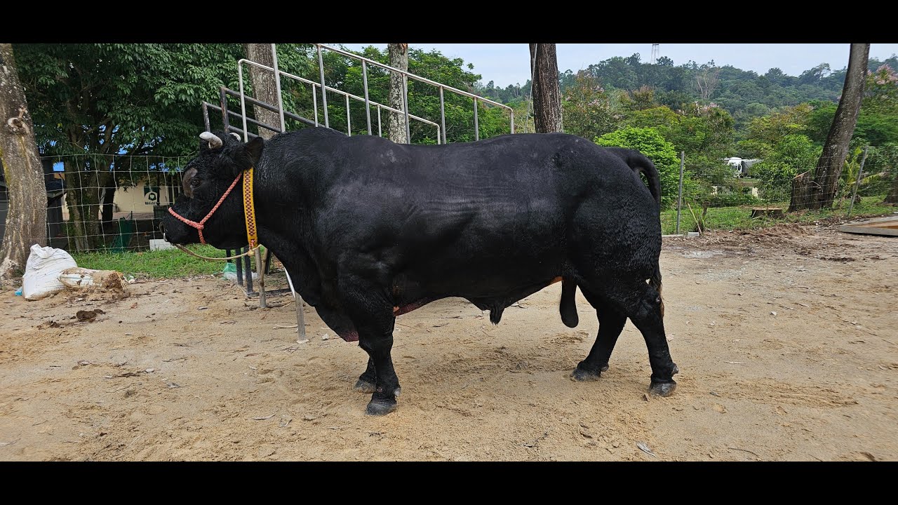 MAHA Maeps 2024 Serdang - YouTube
