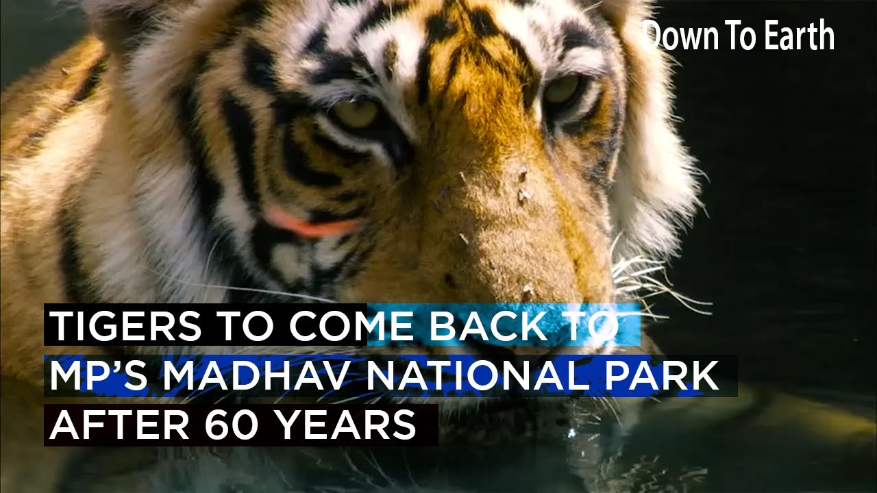 Tigers to come back to MP’s Madhav National Park after 60 years - YouTube