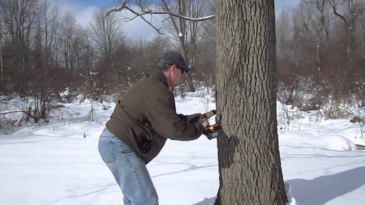 Sugar Season 2016,Tapping Our First Walnut Tree - YouTube