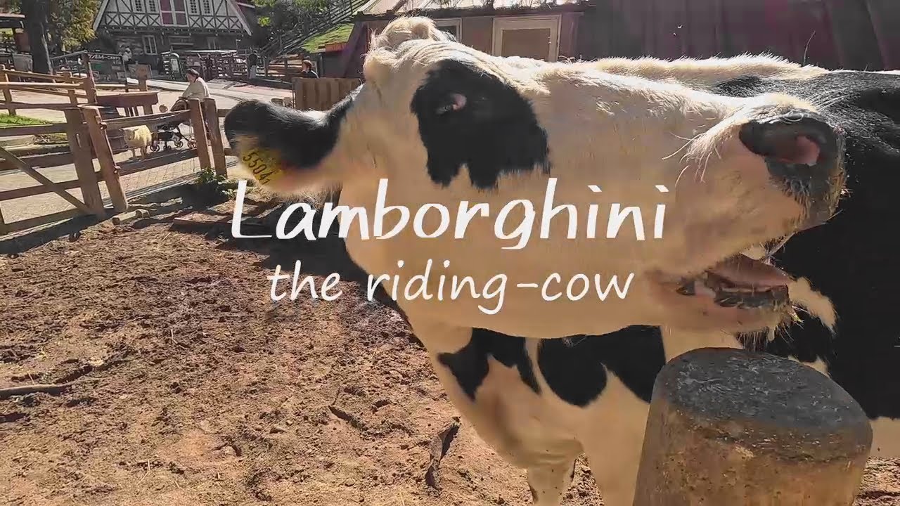 乗用牛のランボルギーニ Lamborghini the riding-cow - YouTube