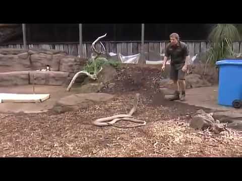 Yakalanan Anakonda'nın zehiri şok olacaksınız