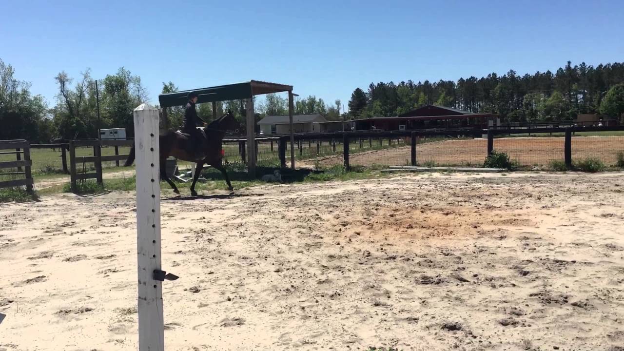 Bay OTTB Mare X-Rail - YouTube