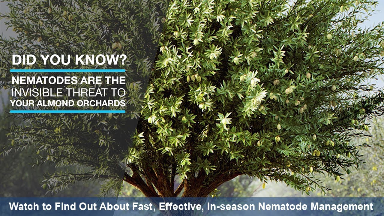 Protect from Nematode Damage with Velum One - YouTube