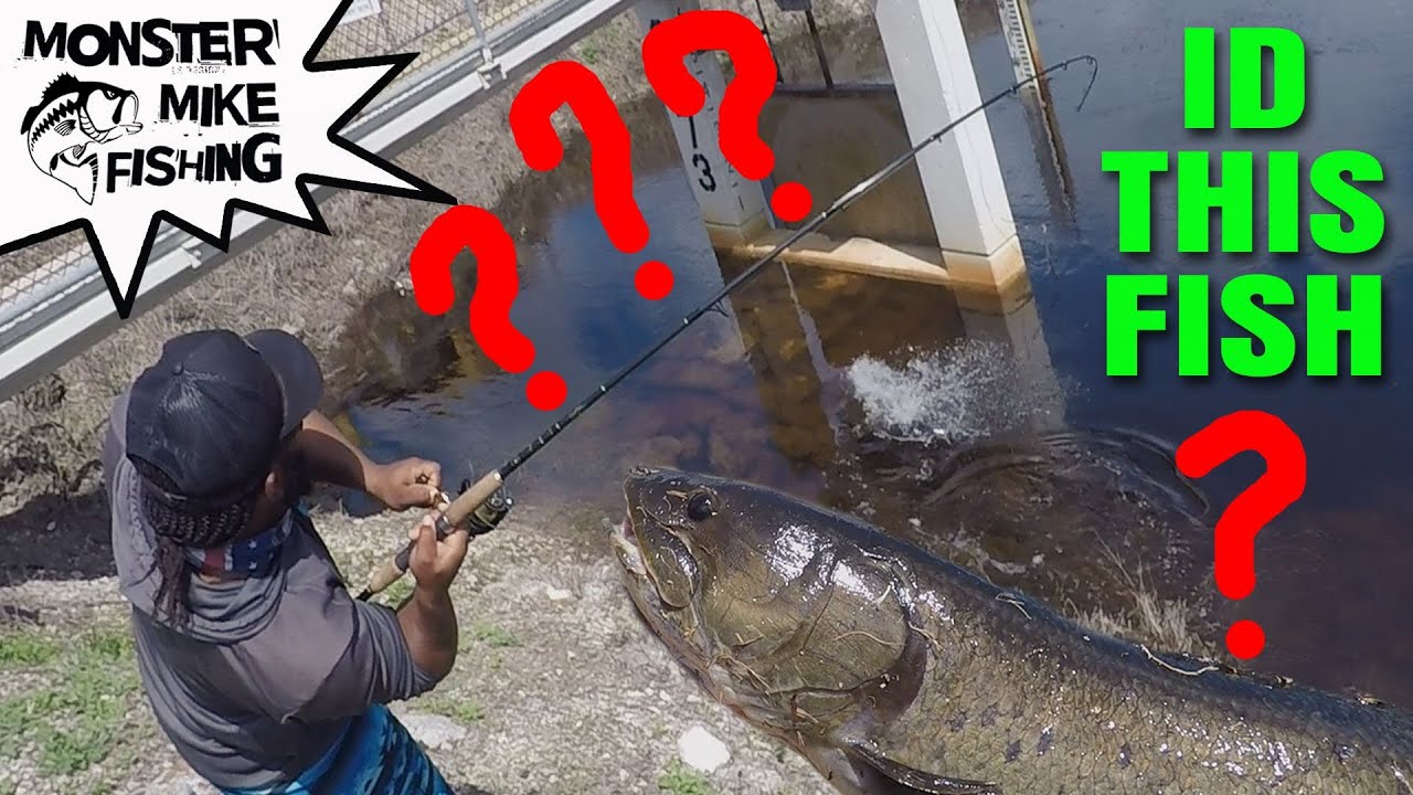 What Type of Catfish is This? | Monster Mike Fishing - YouTube