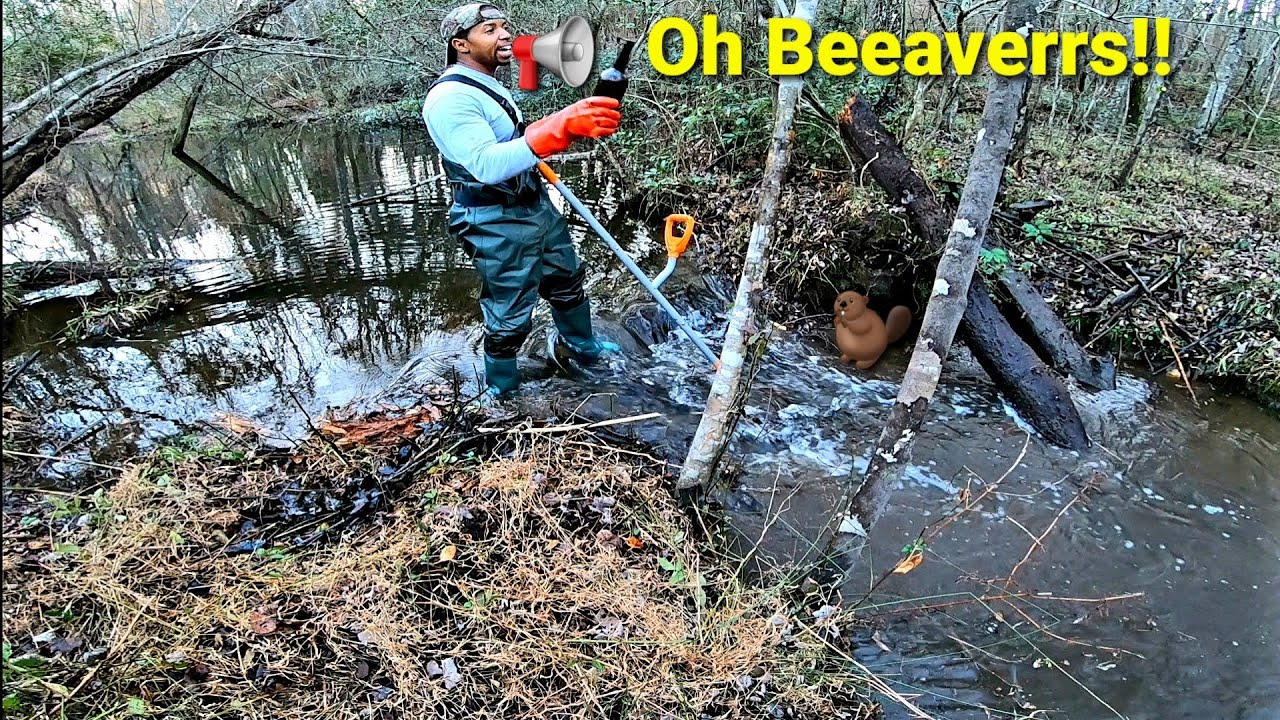 Beaver Dam Removal With Alot Of Foreign Material! 😂 | New Creek Beaver ...