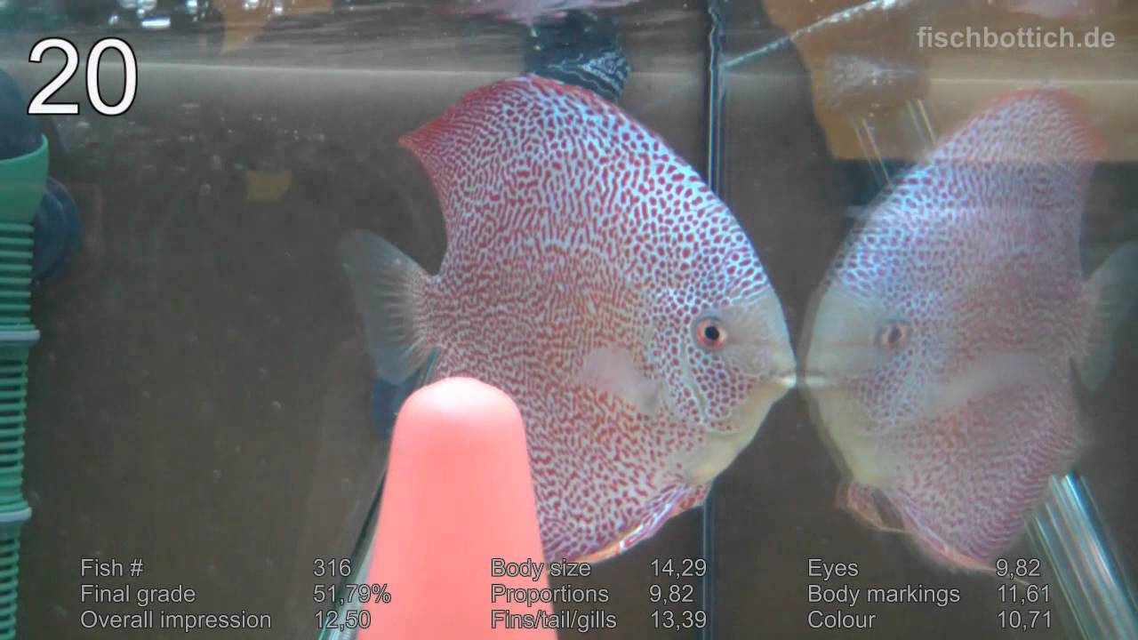 [HD] Discus: Red spotted / Rot gepunktet @ 8.Diskus Championat [52/53 ...