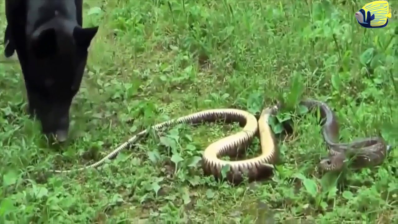 Dog VS Snake Amazing Fight | Two Black Dogs Try to Kill Snake | Dog VS ...