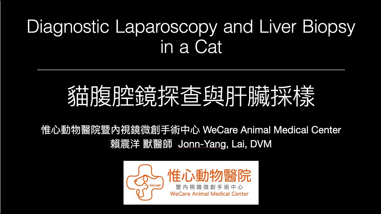 貓腹腔鏡探查與肝臟採樣 Diagnostic Laparoscopy and Liver Biopsy in a Cat. - YouTube