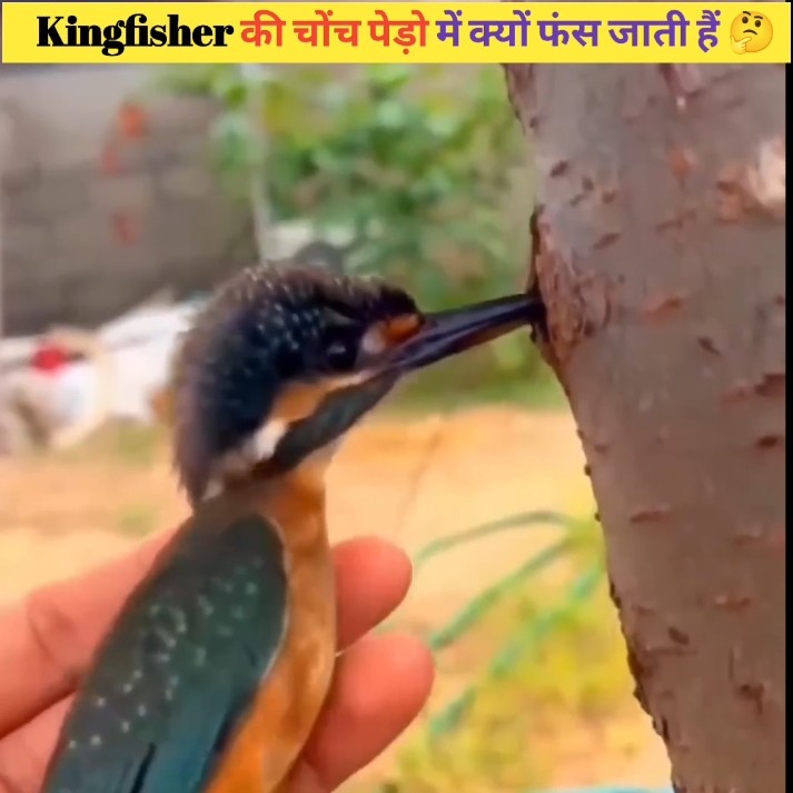 Why Kingfisher Get stuck In Trees। Amazing Facts Hindi - YouTube