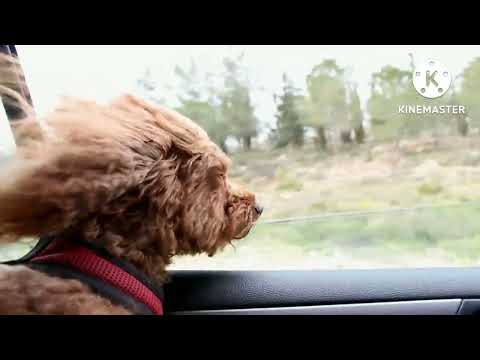 Baby Dogs and cute - cate Funny cat videos compilation #cutecat  । MAWO ANIMAL