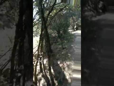 Entrenamiento canicross Trillo-Tetas de Viana