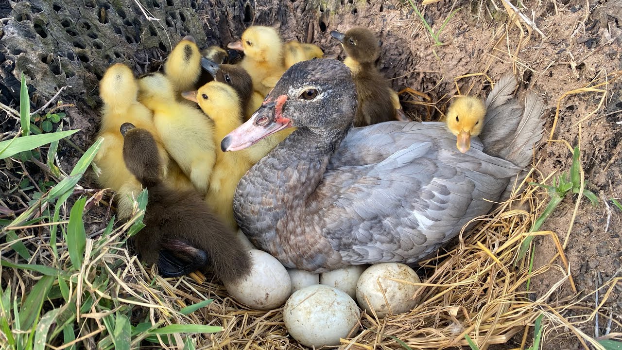 Duck New Born!! Lovely Duckling Hatching Eggs at My Field in Palm Tree ...