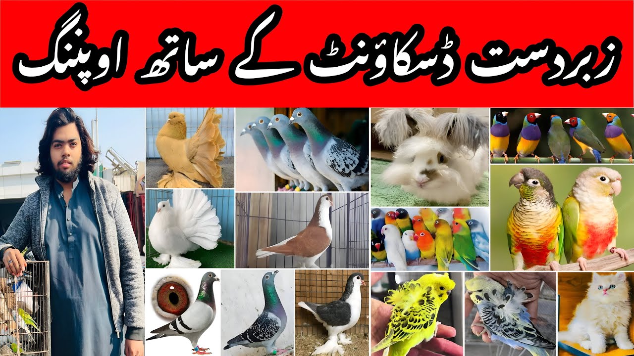 Shahzaib Birds Shop Opening | Special Offers | Cheap Birds Available ...