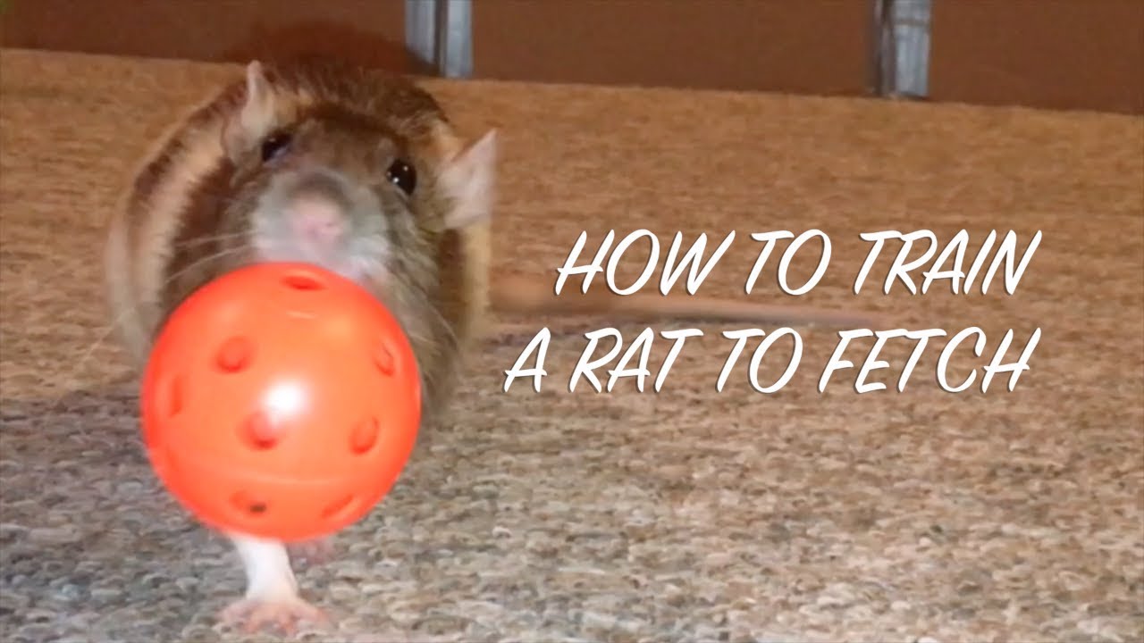 How To Train A Rat To Fetch - Audio tutorial - YouTube