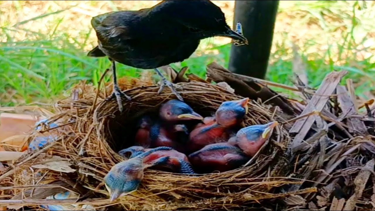 Sooty chat trying Birds bring white worms to eat for their chicks - YouTube