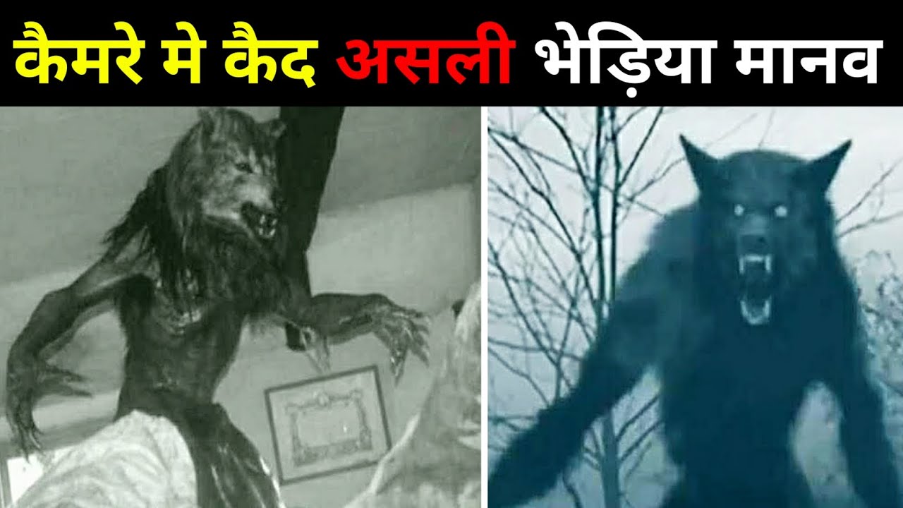 कैमरे मे कैद असली भेड़िया मानव | top real werewolf caught on camera ...
