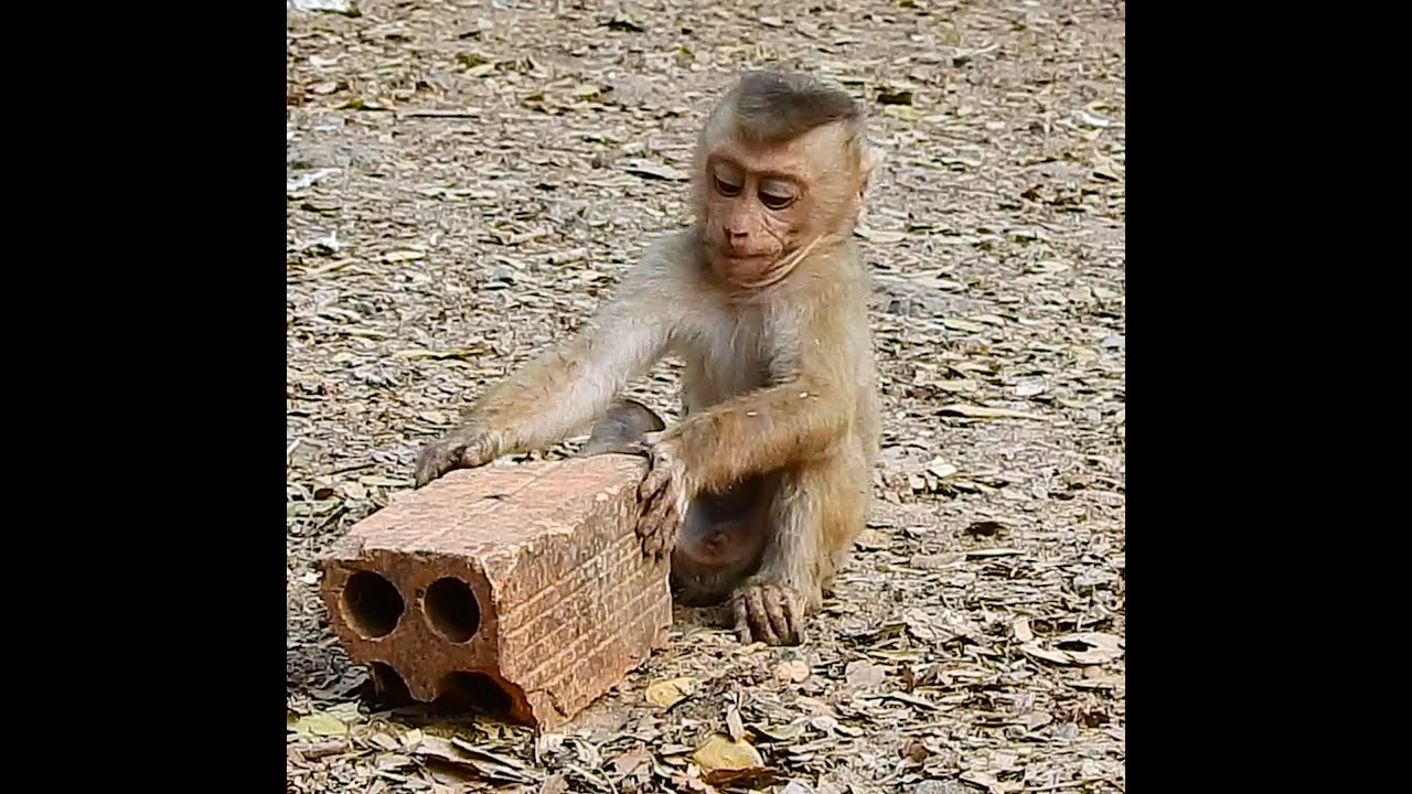 Funny Actions Of Baby LEO Playing With A Piece Of Brick, Lovely Baby ...