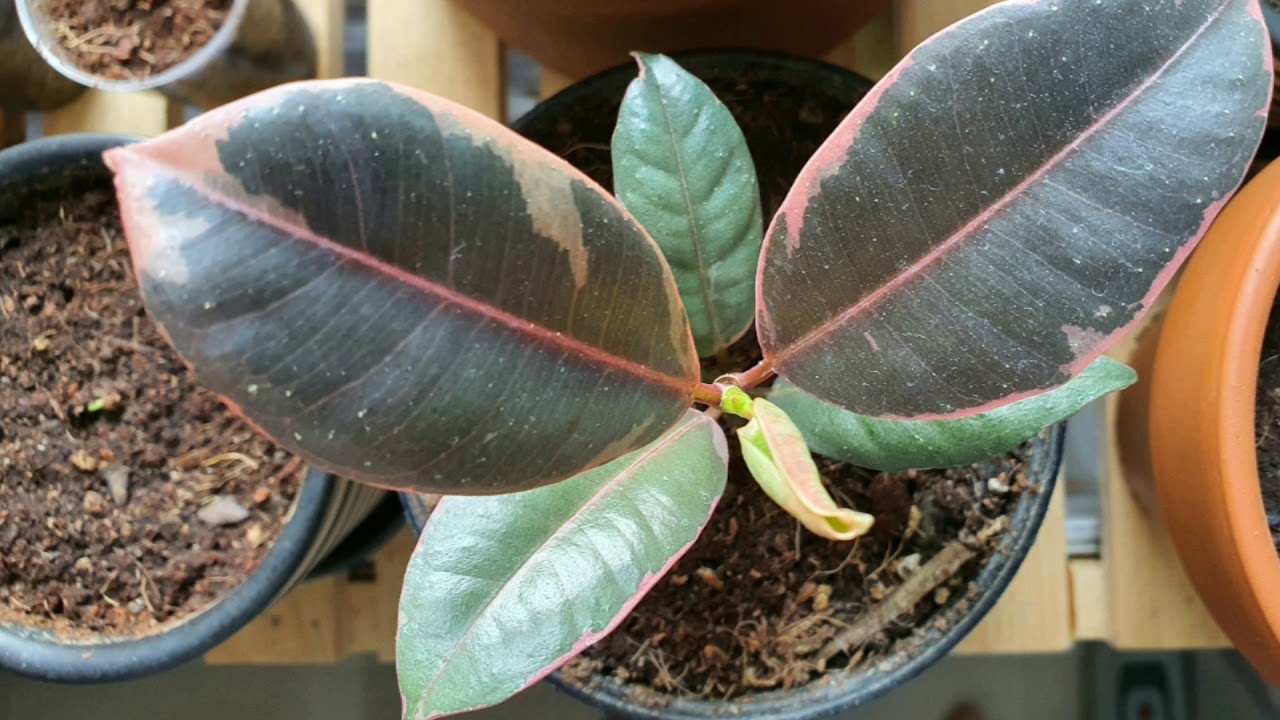 Ruby Ficus Elastica New Leaf - YouTube