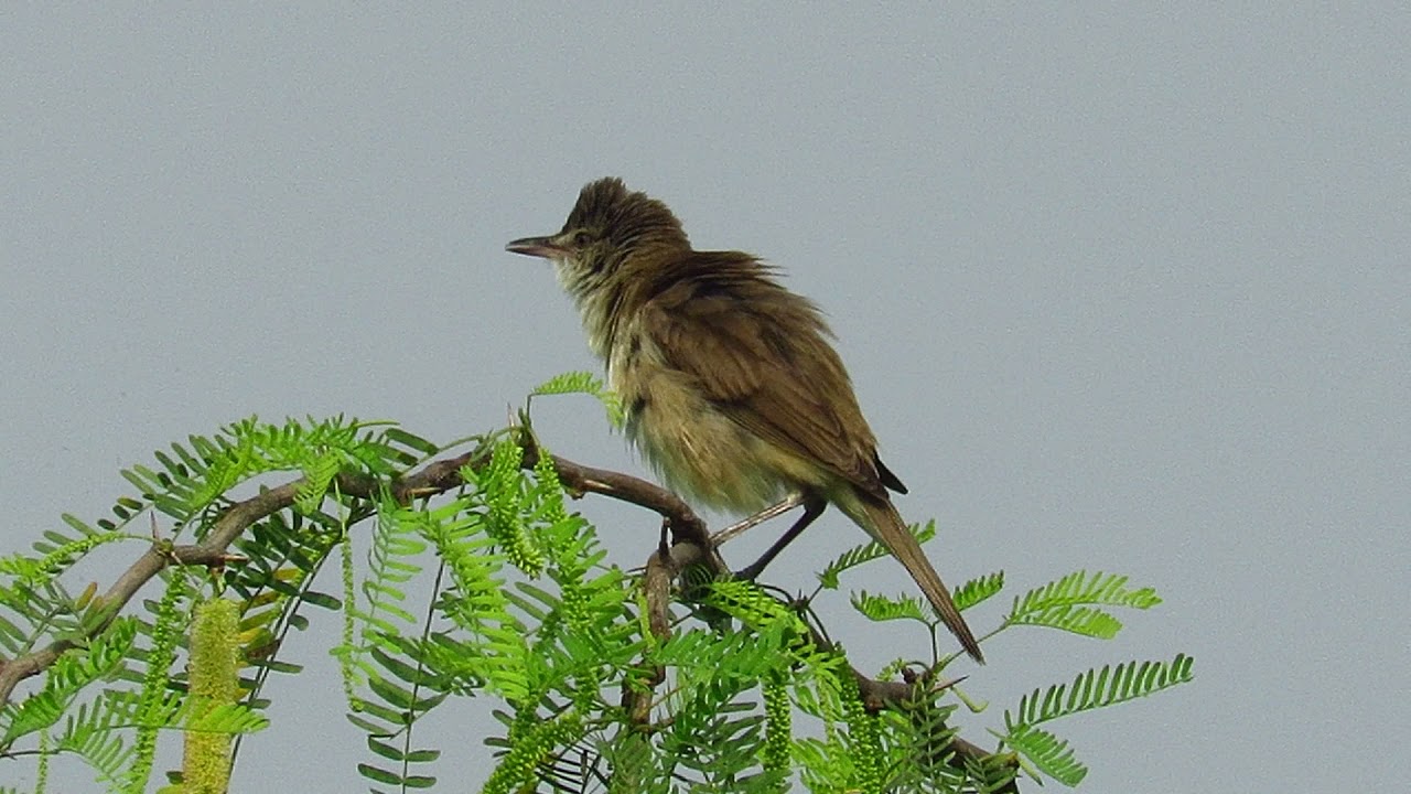 Glamorous Reed Warbler Call - YouTube